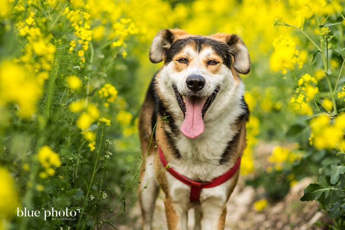 Reks - professional outdoor dog photography, London